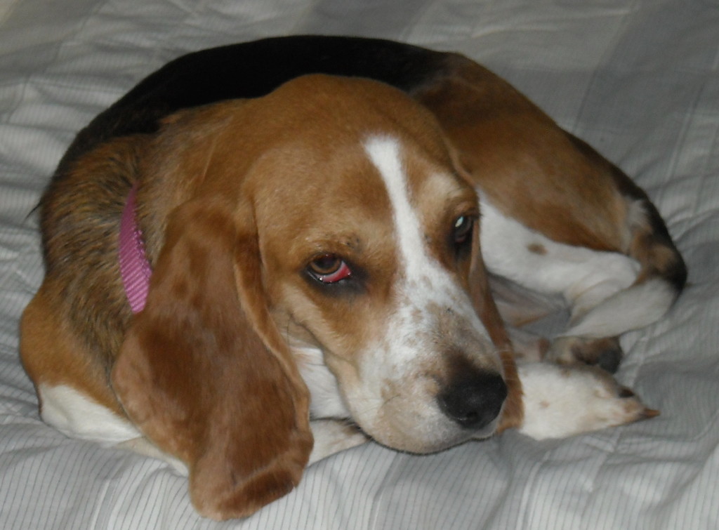 Inspector General Report – Cook County Animal and Rabies Control | Lost ...