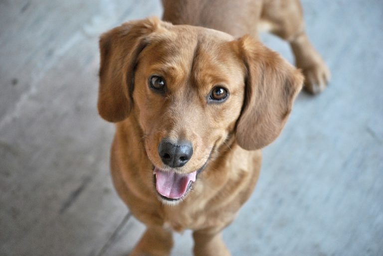 Found a Dog | Lost Dogs Illinois